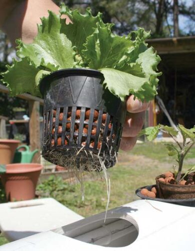 Natural Pond Aquaponics – Mother Earth News